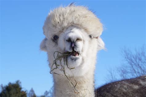 Alpaca Pictures And Photos Images Let You Step Inside Our Alpaca Farm