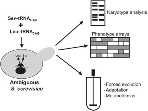 S Cerevisiae As A Model For Elucidating The Physiological And