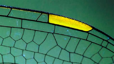 networking for ai workloads nokia