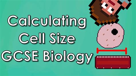 How To Calculate Cell Size Vs Image Size Biology Wjecaqa Gcse