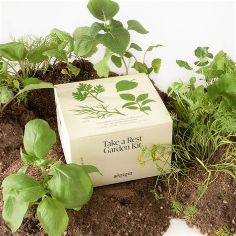 휴식 정원 키트 홈가드닝 반려식물 씨앗 키우기 감도 깊은 취향 셀렉트샵 29cm