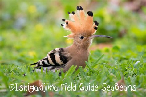 Hoopoe
