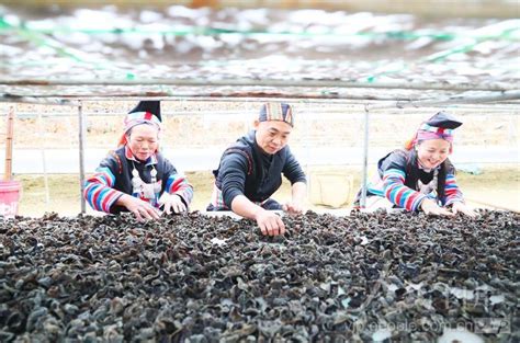 湖南新田：瑶乡木耳喜丰收 人民图片网
