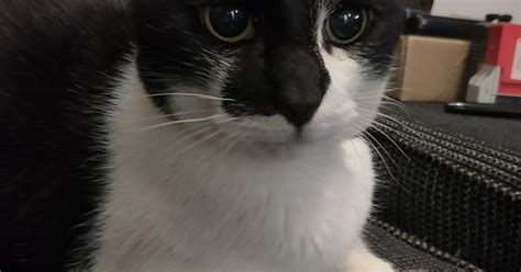 My Boy Patch Recently Back From The Vets And A Little Spaced Out From