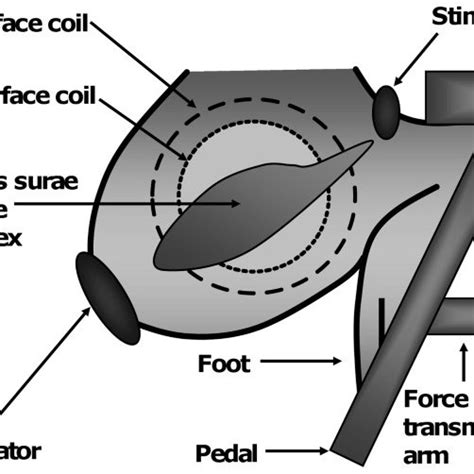 Triceps Surae Contractions Were Induced Indirectly Via Electrical Download Scientific Diagram