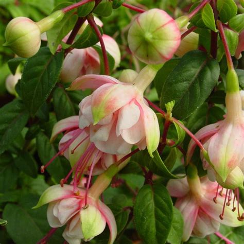 Fuchsia Southgate Trailing Fuchsia From Wallish Greenhouses