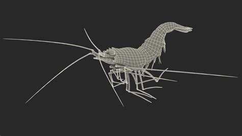 Pacific Cleaner Shrimp Rigged Fur 3d Model 99 Max Free3d