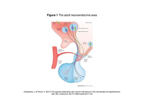 Figure 1 The Adult Neuroendocrine Axes Ppt Download