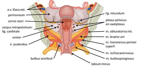 Female Cervix Anatomy Diagram Prolapses Rectocele Female Reproductive
