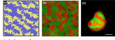Figure 1 From Engineering Pattern Formation And Morphogenesis