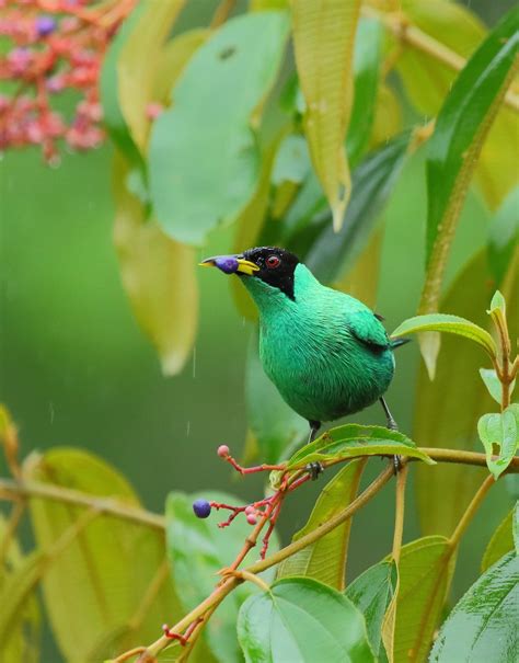 Birding — Las Cascadas Lodge