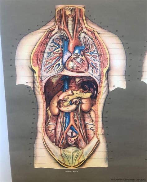 Third Layer Diagram Quizlet