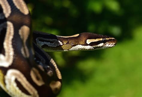 An Update On The Spdx Python Tools Spdx