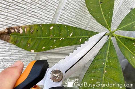 Pruning A Money Tree Pachira Aquatica And How To Make It Bushy Get