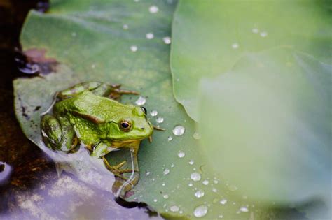 中 허난 연잎 위의 개구리 Xinhua