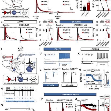 A 2 Ars Decrease Pfc Evoked Feedforward Inhibition Of Msns In The Download Scientific Diagram