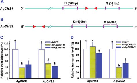 Designs Of Double Stranded RNA DsRNA For Oral RNA Interfence RNAi Download Scientific