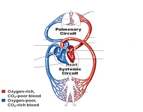 Ch 18 Pulmonary Systemic Circulation Diagram Quizlet