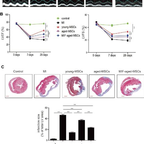 Transplantation Of Mif Aged Mscs Improved Cardiac Function In A Rat Download Scientific Diagram