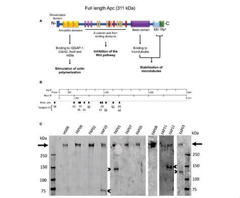 Apc Protein Expression In Fap And Healthy Subjects A Schematic Download Scientific Diagram