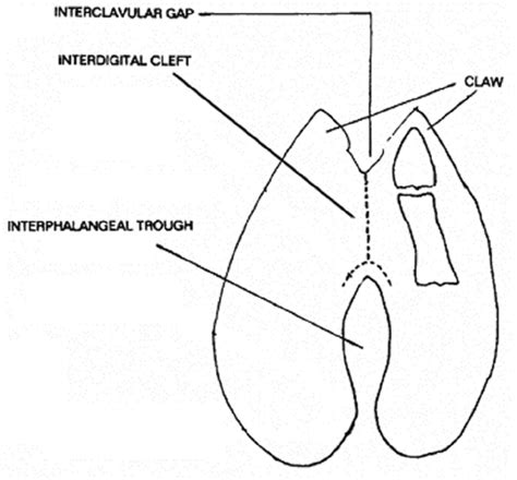 Descriptive Terms For Camel Footprint Morphology After Sarjeant And Download Scientific
