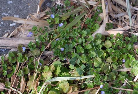 いよいよオオイヌノフグリが本格的に咲き出したこの道端やコンクリの隙間に元気よく花をつけている感じがザ野草 って気日高トモキチ 冬来