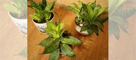 Комнатные цветы сансевиерия купить в Твери Товары для дома и дачи Авито