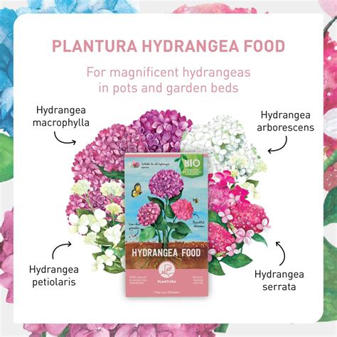 Hydrangea Food Plantura Shop Plantura Uk