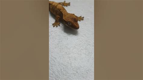 아주 귀여운 도마뱀 Youtube