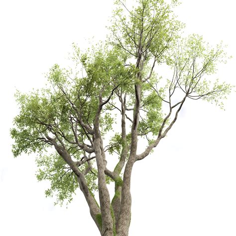 Artstation New Plant High Detail Angel Oak Live Tree Resources