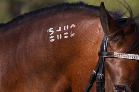 How To Read A Standardbred Freeze Brand Off The Track Wa