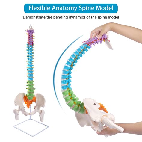 Modelo De Columna Vertebral Flexible Modelo Anatómico De Médula Espinal Humana De Tamaño Real