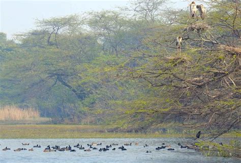 Sultanpur Bird Sanctuary Guide Must Know Tips Before You Visit