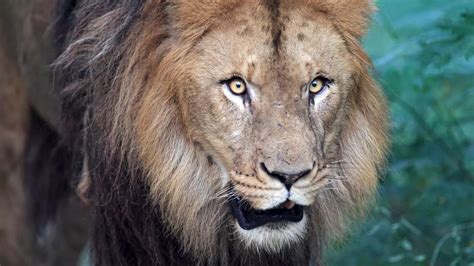 Coronavirus Three Lions Test Positive At Same Zoo Where Tiger Got