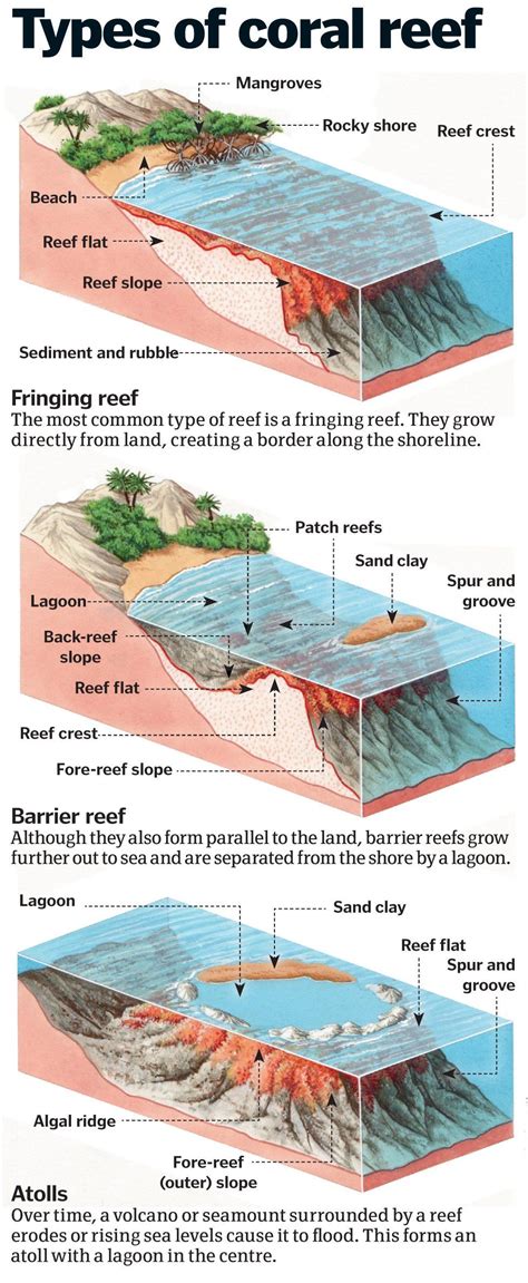 Coral Reef Zone Diagram At Brock Hardey Blog