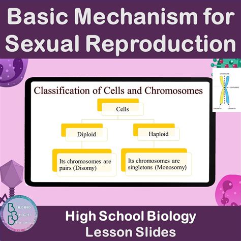 Basic Mechanism For Sexual Reproduction PowerPoint Lesson High Babe Biology Made By Teachers
