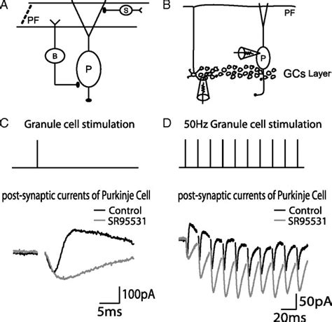 Target Dependent Feedforward Inhibition Mediated By Short Term Synaptic Plasticity In The