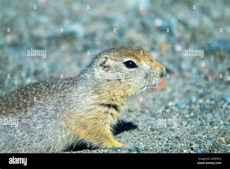 Arctic Ground Squirrel Citellus Parryi In Kamchatka It Lives On Volcanic Upheaval On Volcanic