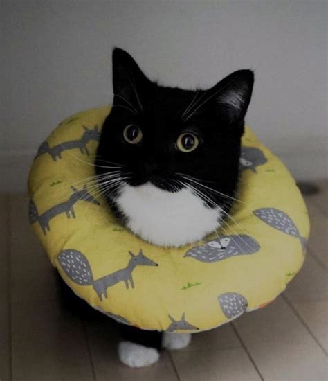 This Could Be Oddwin Roddwin