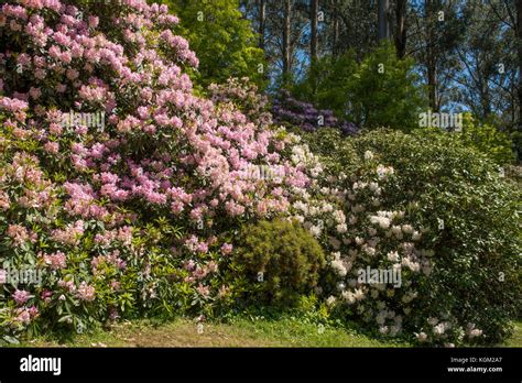 Creating A Thriving Rhododendron Garden In Australia