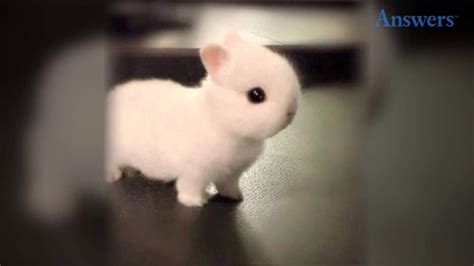 Really Cute Baby Rabbits