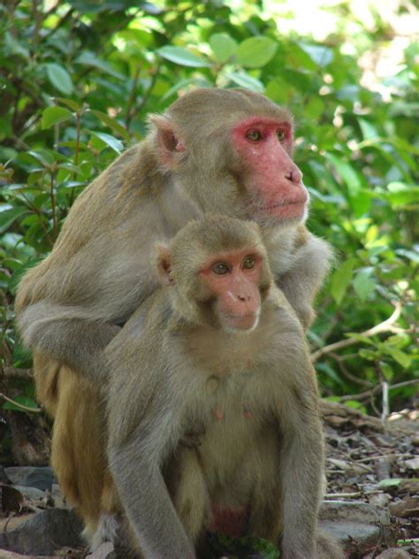 Booty Call How Monkeys Spot A Fertile Mate Live Science