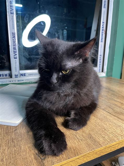 💻 Mohammed Kaish Ansari On Linkedin Billu Linux Linuxcommands Linuxskills Commandline