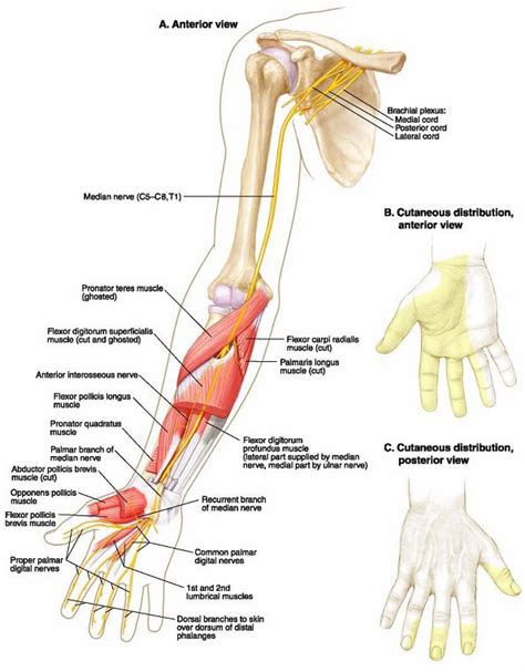 Median Nerve