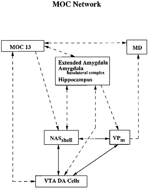 A Schematic Illustration Of A Medial Orbital Prefrontal Cortical