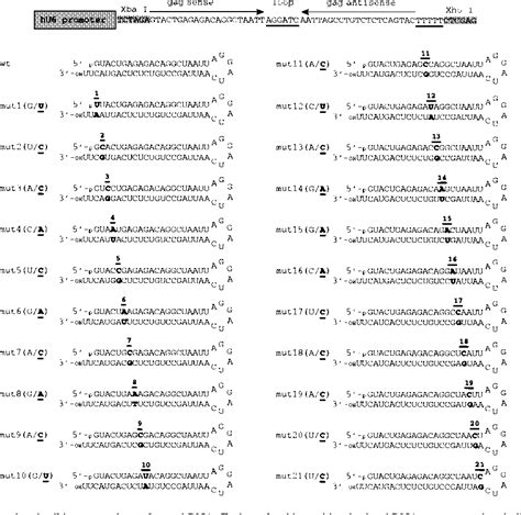 Figure 1 From Nucleotide Sequence Homology Requirements Of Hiv 1 Specific Short Hairpin Rna