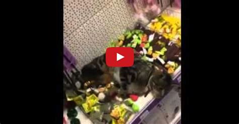 Lost Cat Found Rolling Around In Catnip Toys Lost Cat Cats And