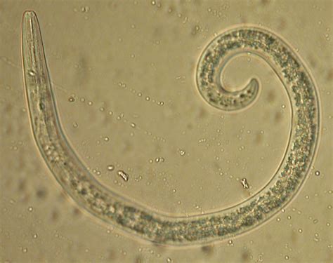 Secernentea Класс Сецерненты Class Secernentea 9 отрядов