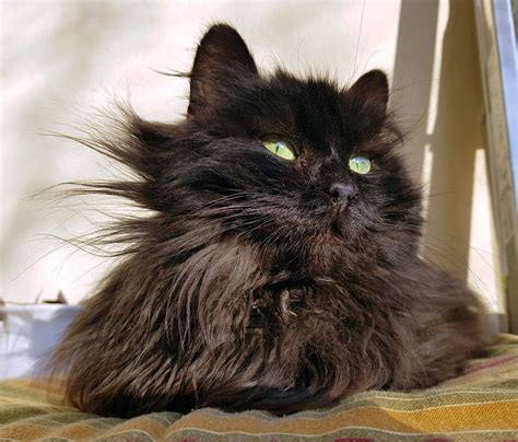 The Secret Operation Of The Wise Doing Nothing By József Manhertz