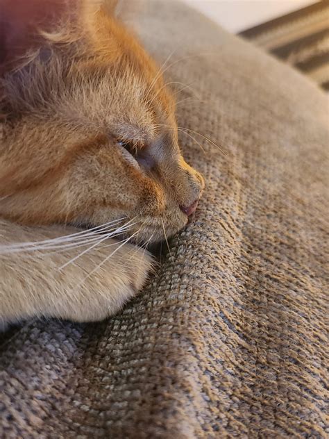 My Kitten Has Raised Scaly Grayish Bumpgrowth On His Nose Rcathelp